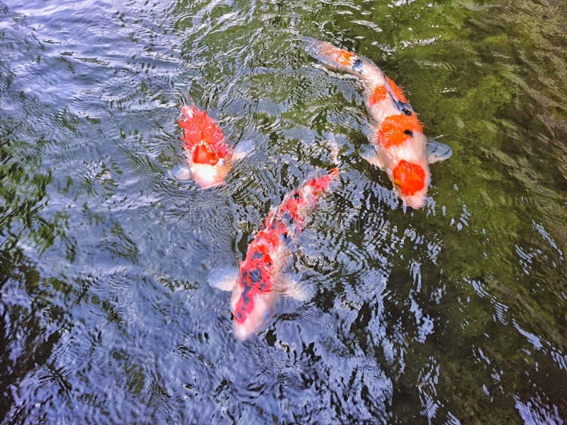 Koi fish in the fish pond stock image. Image of fresh - 376509969