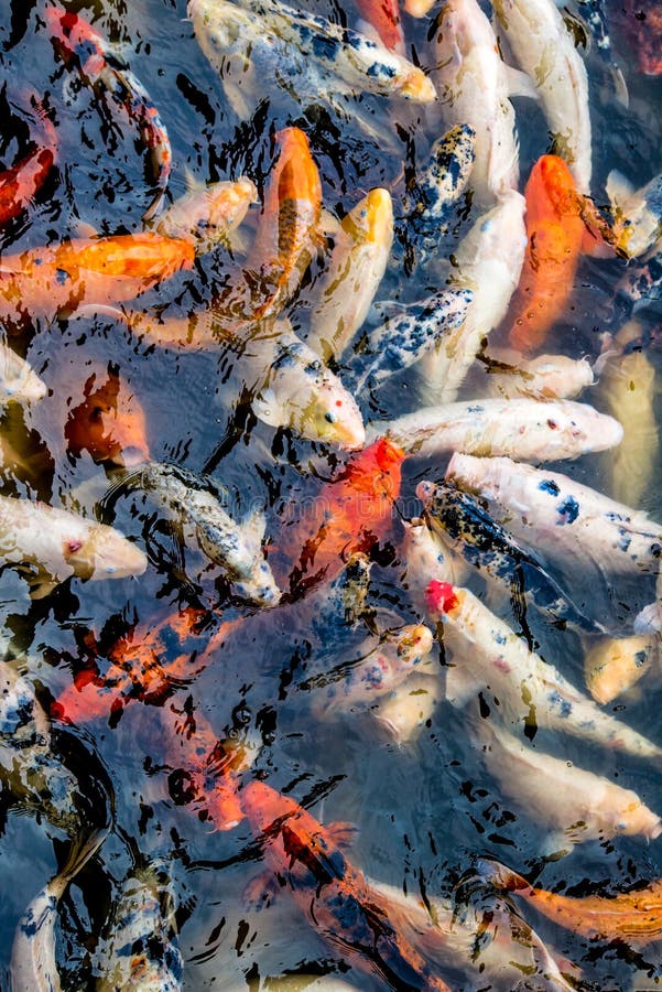 Koi fish in a pond / river stock photo. Image of pond - 52402616