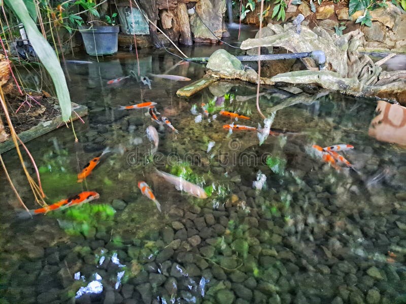 Koi Fish in a Fish Pond with Rocks at the Bottom Stock Image - Image of ...