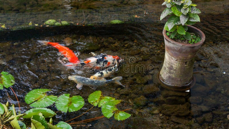 Koi fish in the pond stock photo. Image of cream, nnseveral - 185605360