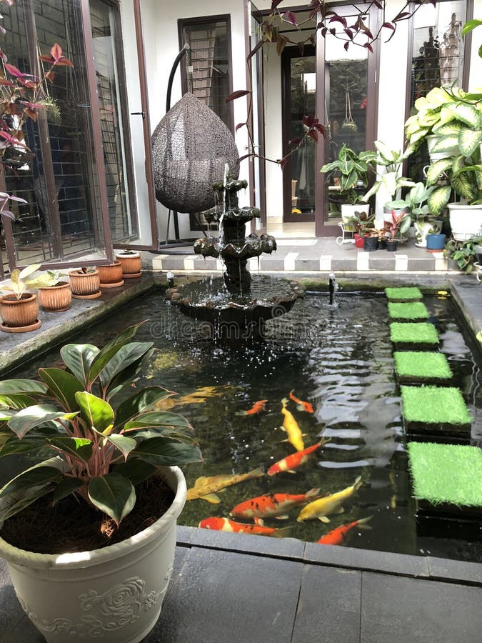 Koi fish pond with shower stock photo. Image of shower - 262363250