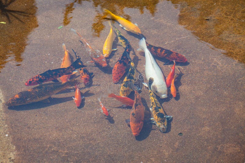 Koi fish pond at sunny day stock image. Image of garden - 150254759