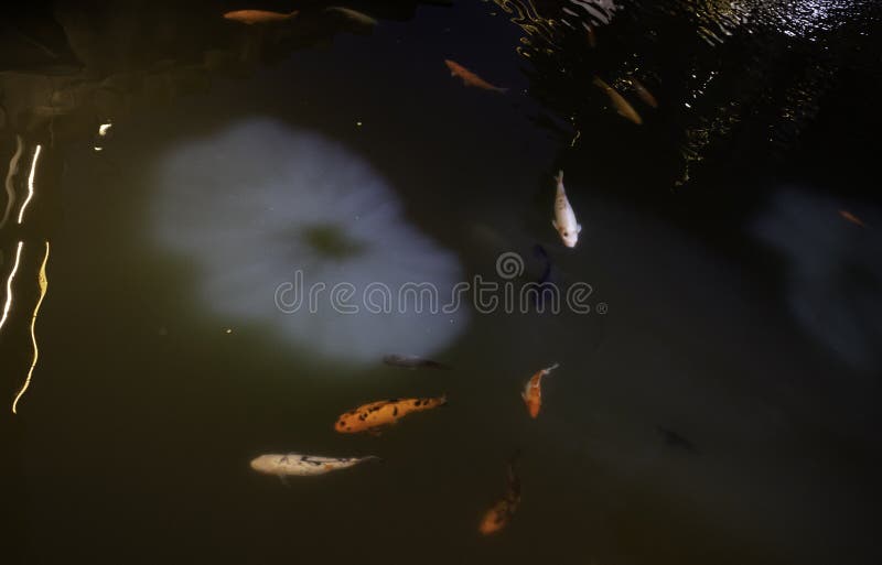 Koi Fish in the Pond Under the Light Stock Photo - Image of artificial ...