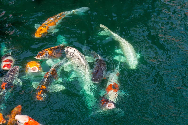 Koi fish in pond stock image. Image of carp, nature - 270505639