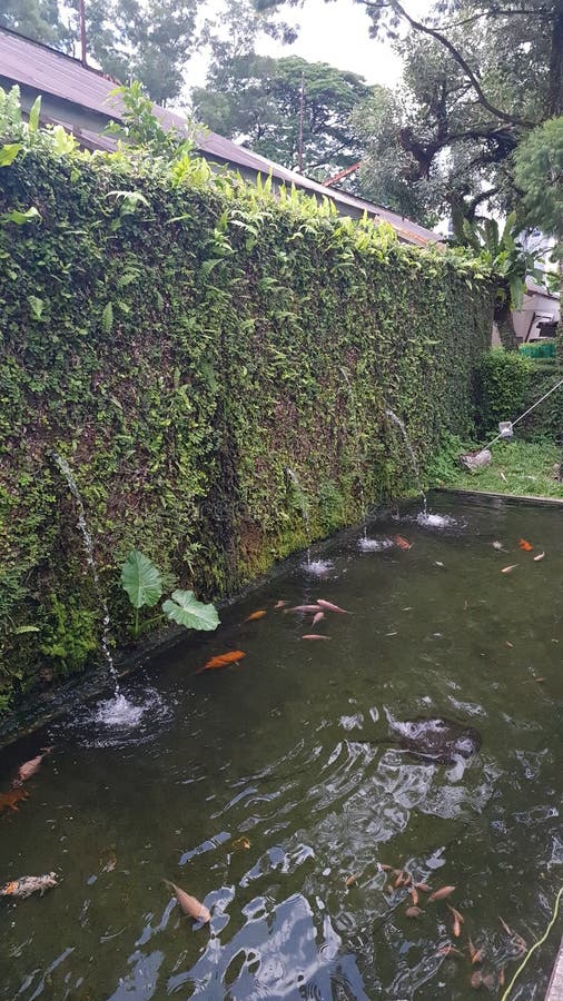 Koi Fish Pond with Wall Feature Stock Photo - Image of waterway, fish ...