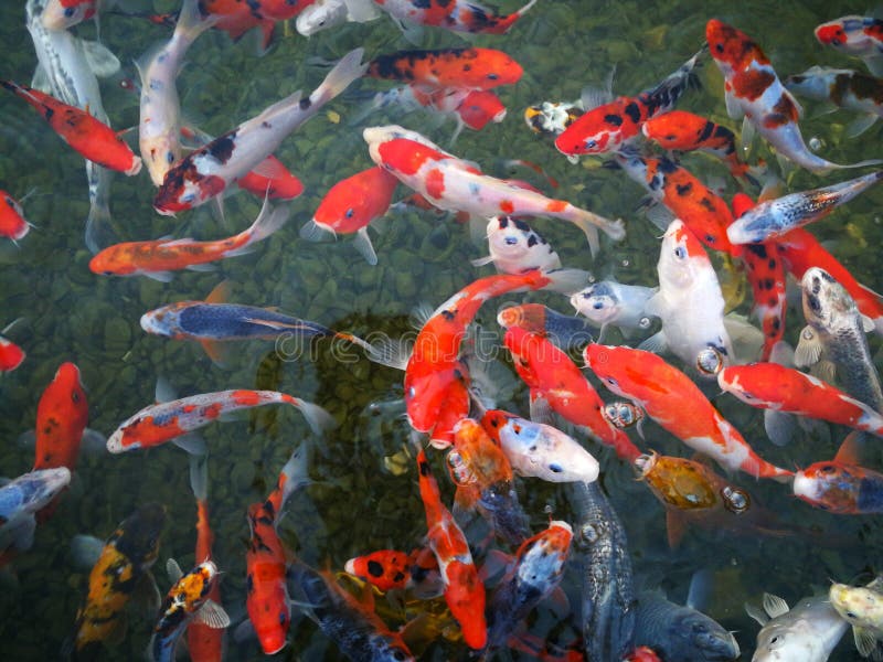 Koi, Fish Pond, Water, Fish Stock Image - Image of pond, fish: 112278067