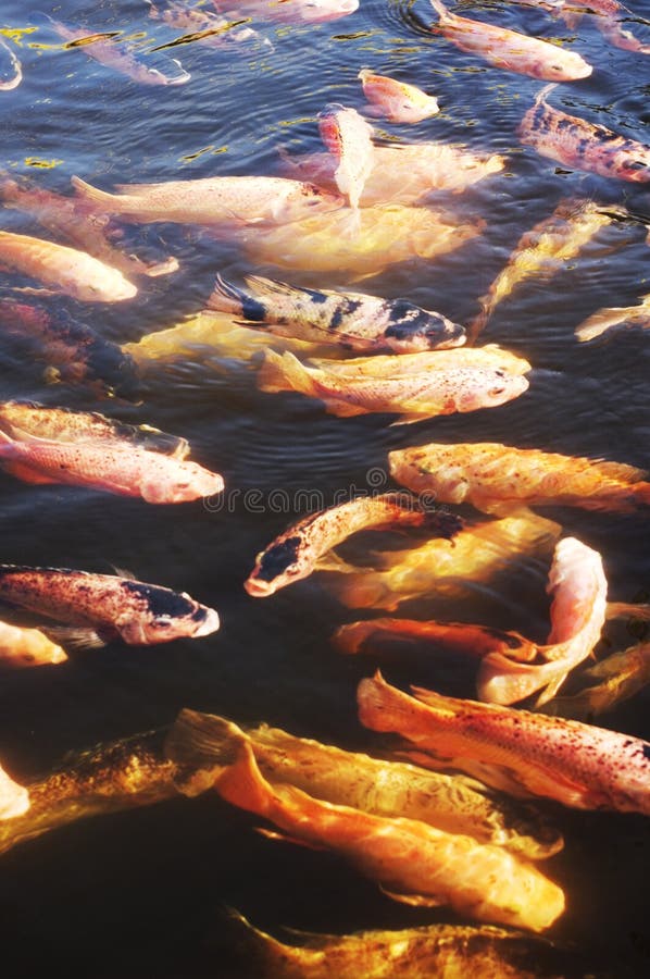 Koi fish in pool stock photo. Image of feeding, fish - 22474366