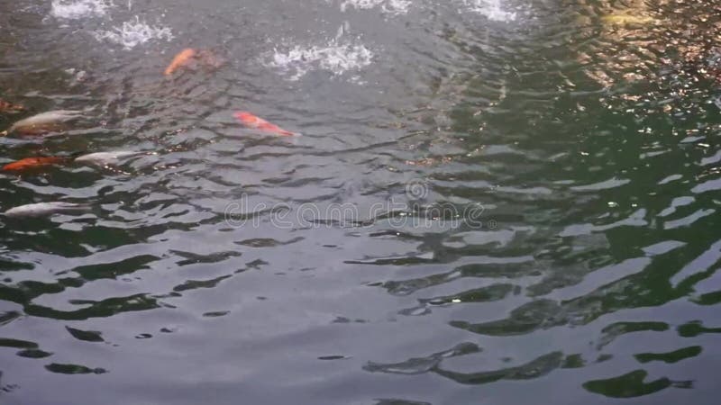 Koi Fish in Pool with Fountains Stock Video - Video of beautiful, fish ...