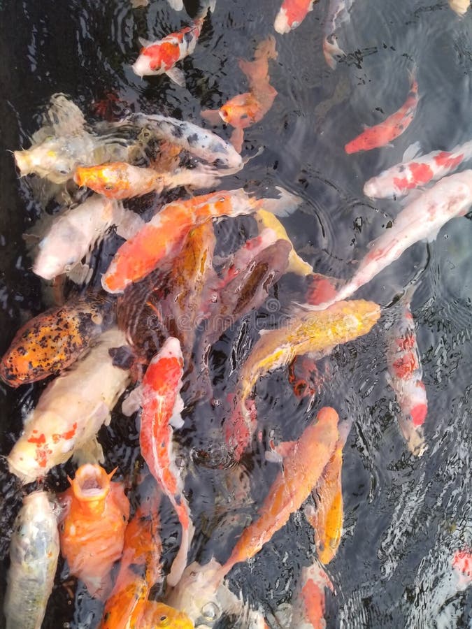 Koi Fish on the Pool Morning Day Stock Image - Image of java, pool ...