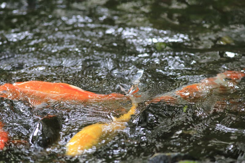 A Koi Fish. at the Pool with Nature Park Stock Photo - Image of color ...
