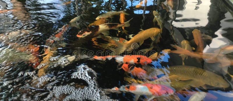 Koi Fish Pool Panorama Varity Stock Image - Image of panorama, pool ...
