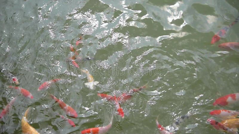 Koi Fish in Pool with Fountains Stock Footage - Video of carp, lake ...