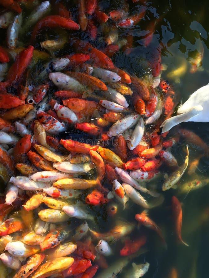 Koi Fish Pound Water Feeding Editorial Photography - Image of water ...