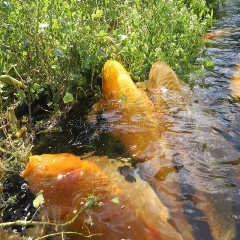 Koi fish on the river bank stock image. Image of flower - 309988111