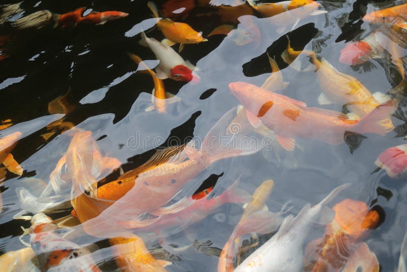 Koi fish river stock image. Image of yellow, painting - 262003455