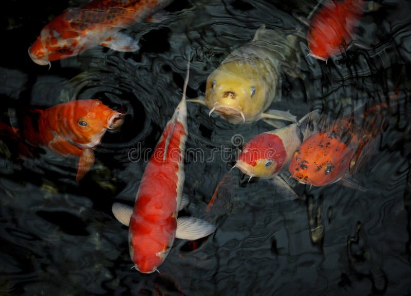 Koi Fish Rojo, Amarillo, Y Blanco Imagen de archivo - Imagen de rojo ...