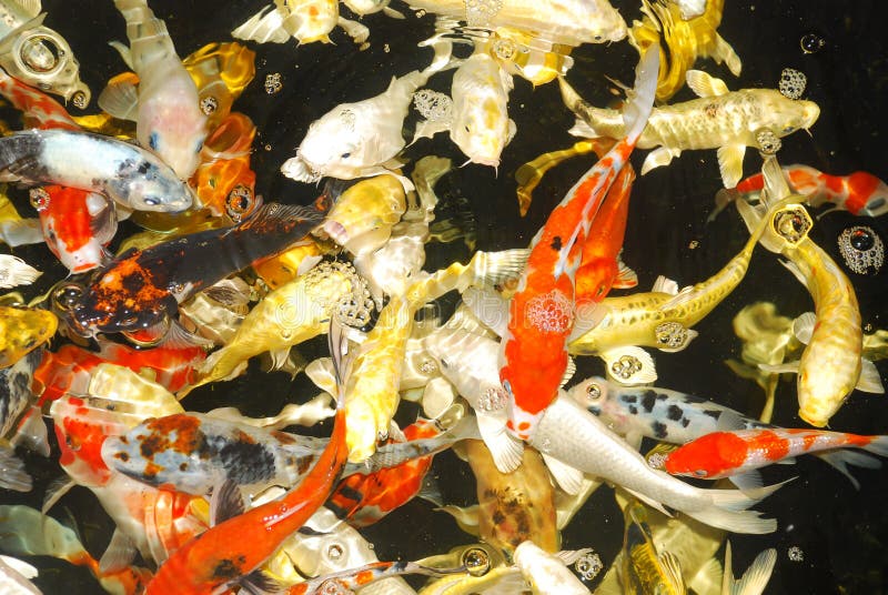 Koi fish stock photo. Image of water, kohaku, cyprinus - 36848038