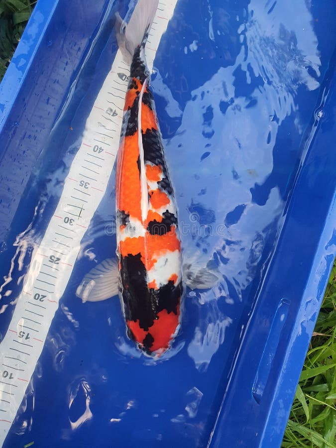 Koi Fish Showa Red Black and White Stock Photo - Image of white, showa ...