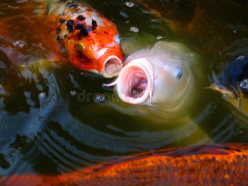 Koi Fish Singing foto de archivo. Imagen de carpa, canto - 62821246