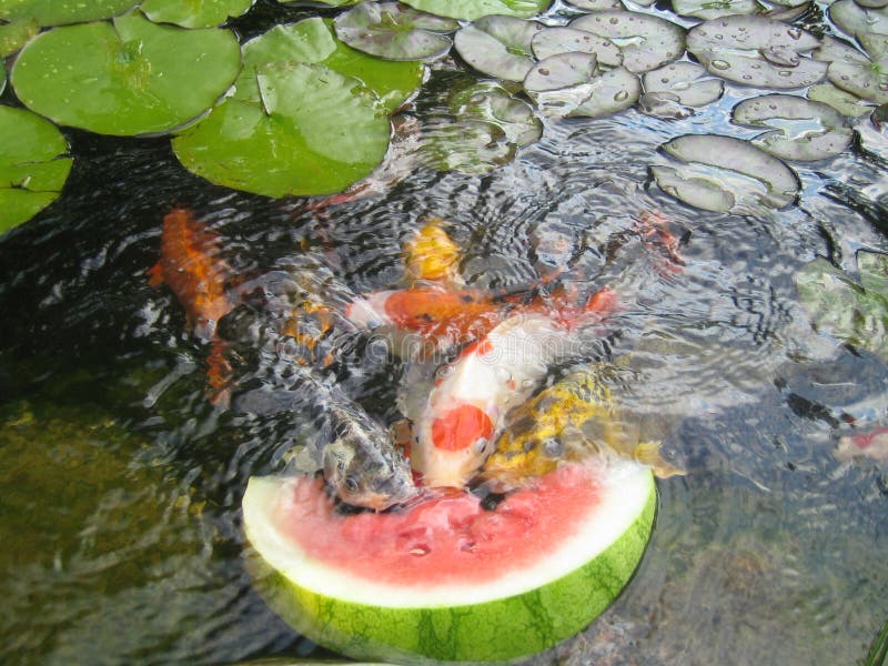 Koi Fish Snack Time stock photo. Image of watermelon, kohaku - 1380990