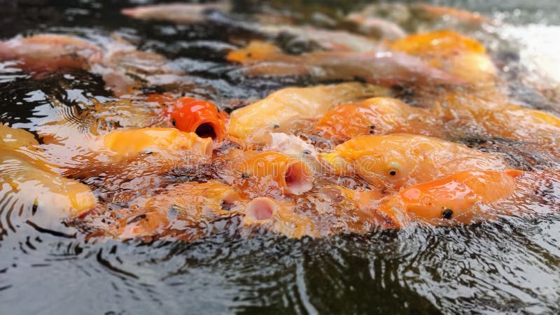 Koi Fish Struggle for Piece of Food Stock Image - Image of piece ...