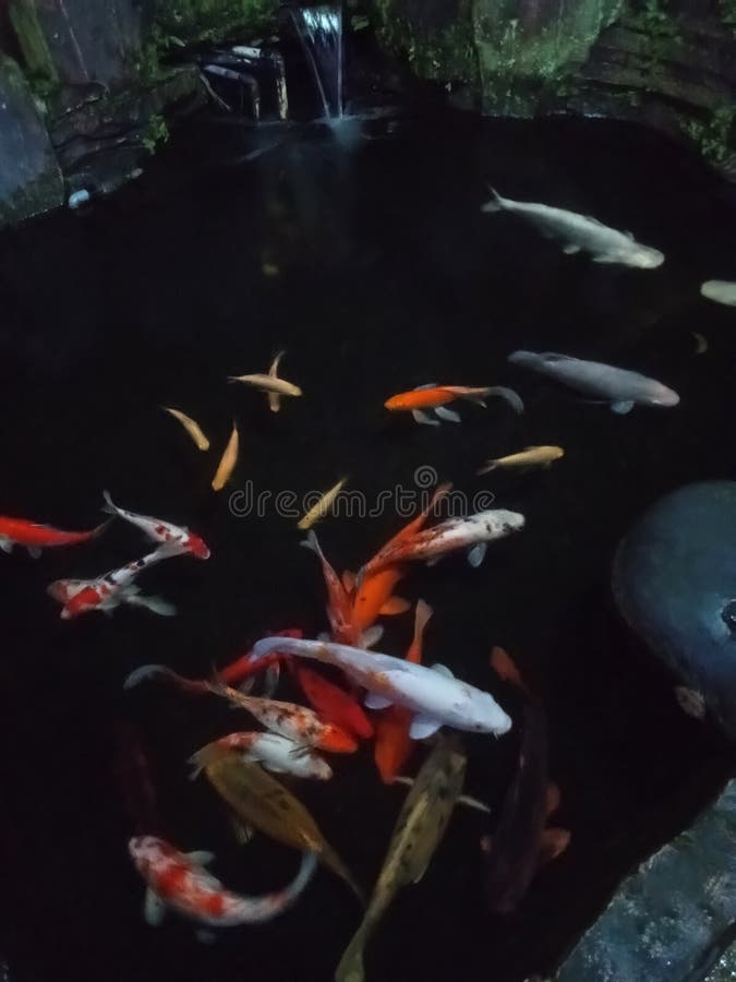 Koi fish stock image. Image of mind, relief, stress - 264213073