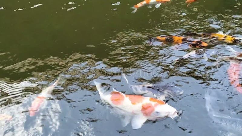 Koi Fish Swim and Look for Food in Ponds Stock Footage - Video of ...