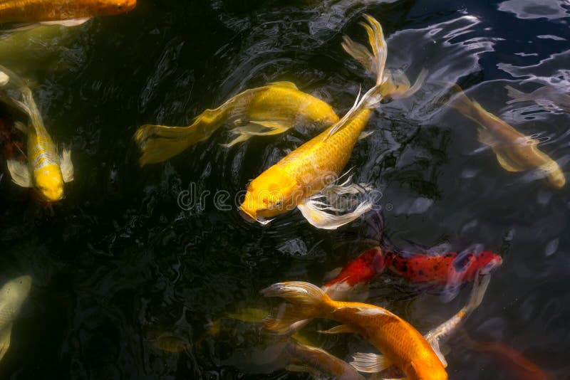 Koi fish swimming stock photo. Image of gold, scales - 44057926