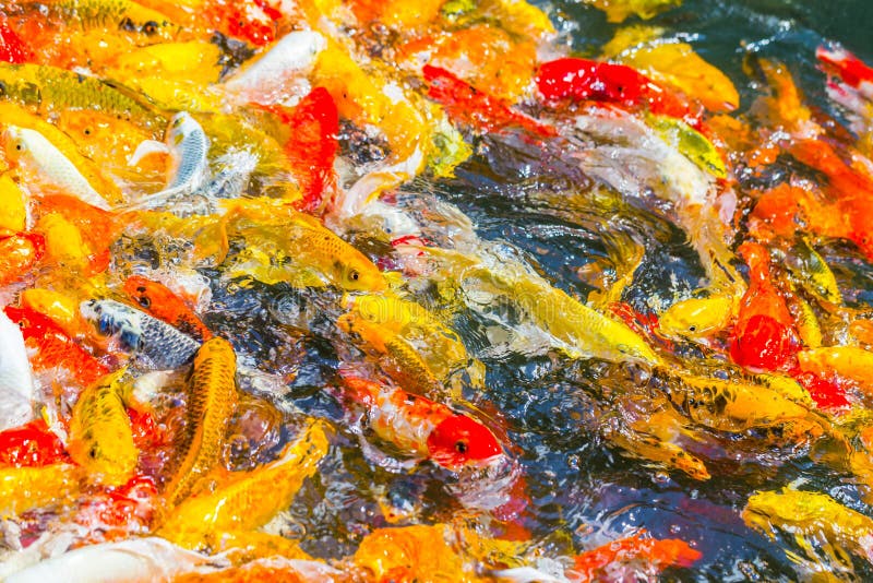 Koi Fish Swimming Beautiful Color Stock Photo - Image of japanese, gold ...