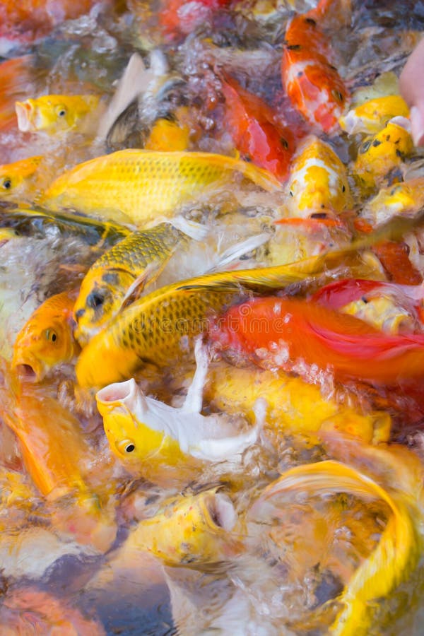 Koi Fish Swimming Beautiful Color Variations Natural Organic Stock ...