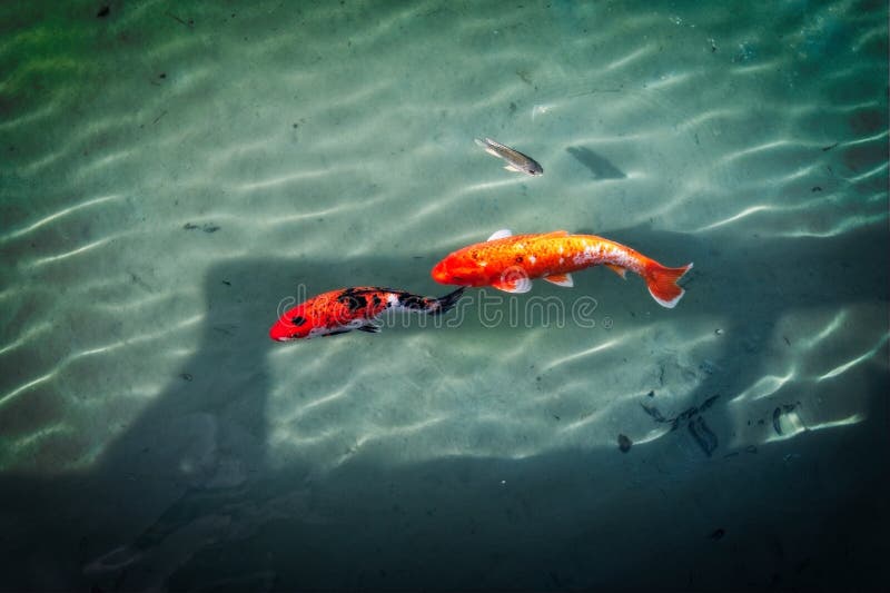Koi Fish Swimming in Clear Water Stock Photo - Image of person, ripples ...