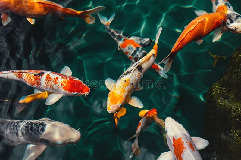 Koi Fish Swimming, Colorful Decorative Fish Float in an Artificial Pond ...
