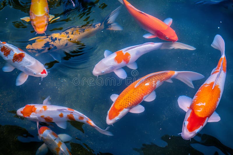 Koi Fish Swimming, Colorful Decorative Fish Float in an Artificial Pond ...