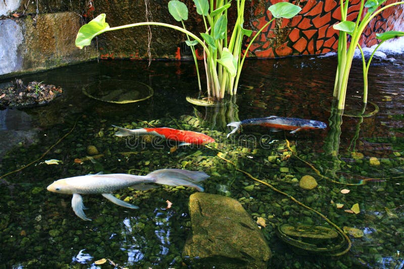 Koi Fish Swimming in a Man Made Pond Stock Photo - Image of water ...
