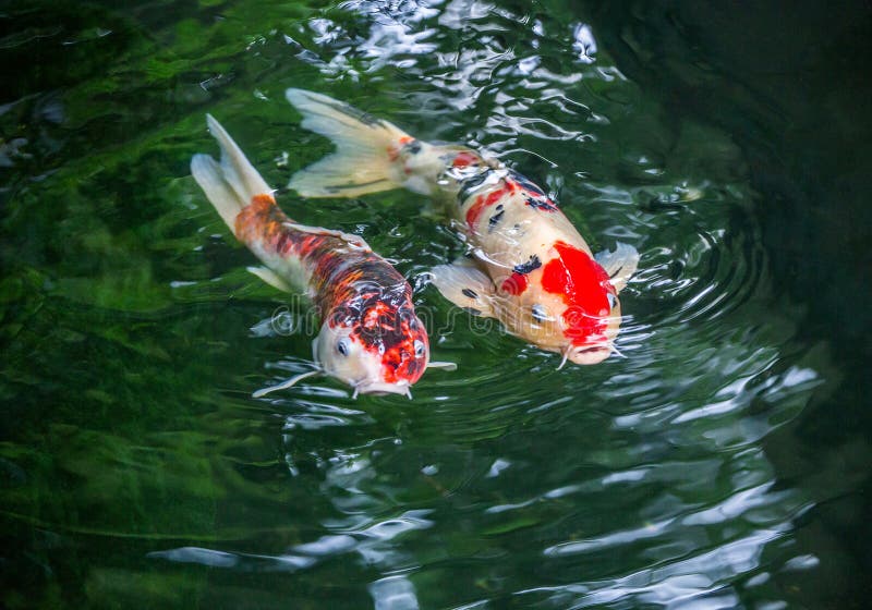 Koi fish are swimming. stock image. Image of swim, carp - 277948135