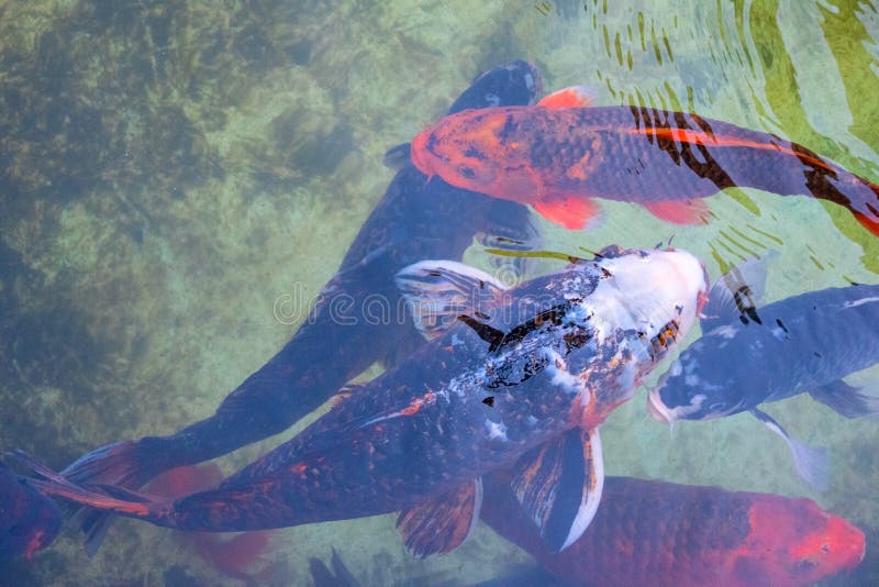 Koi Fish Swimming in the Pond. Colorful Koi Fish Stock Image - Image of ...