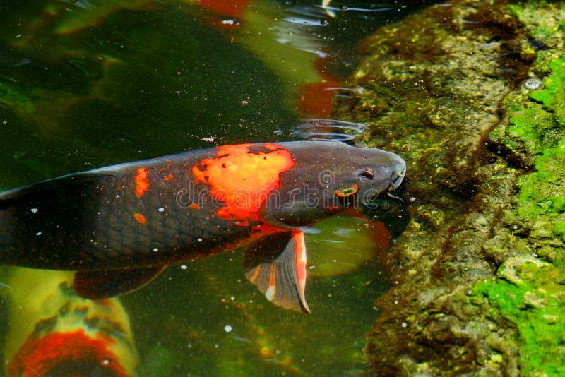 Koi Fish Swimming in the Pond. Stock Photo - Image of wildlife, lake ...