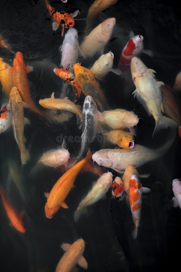 Colorful Koi Fish Swimming In The Pool Stock Photo - Image of water ...