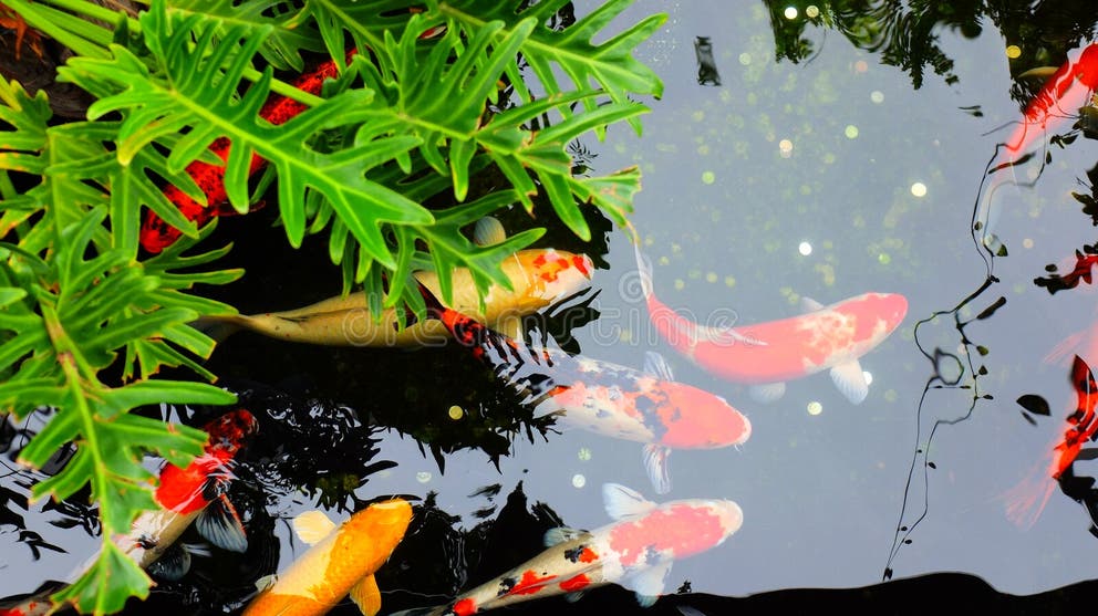Koi Fish, Fish Swimming, Fish with Pound, Close Up Stock Photo - Image ...