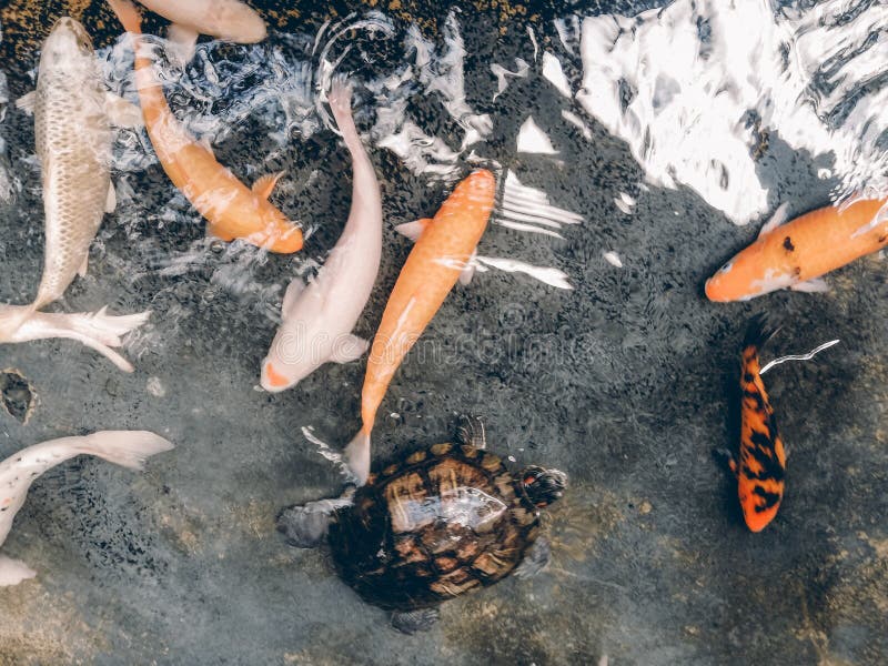 Koi Fish And Turtle Picture. Image: 114677744