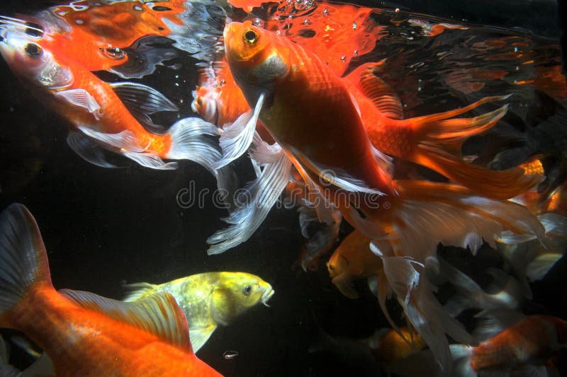 Koi fish underwater stock photo. Image of fortune, luck - 2733528