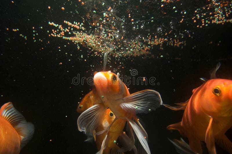 Koi fish underwater stock photo. Image of fortune, luck - 2733528