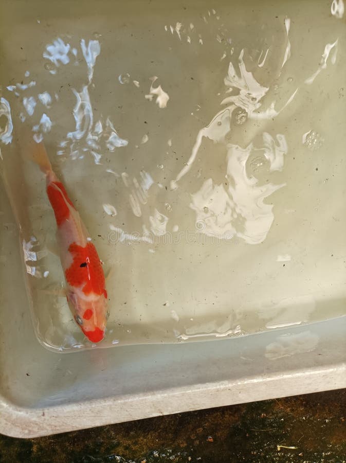 Koi fish, variety sanke stock image. Image of animal - 289520077