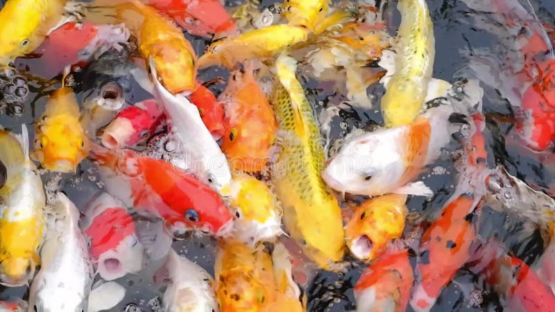 Koi Fish of Various Colors Swimming Happily. Stock Video - Video of ...