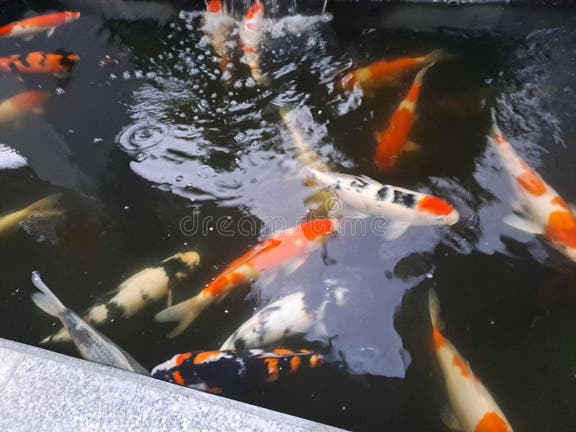 Koi Fish Very Nice Looks so Cool Stock Photo - Image of looks, nice ...