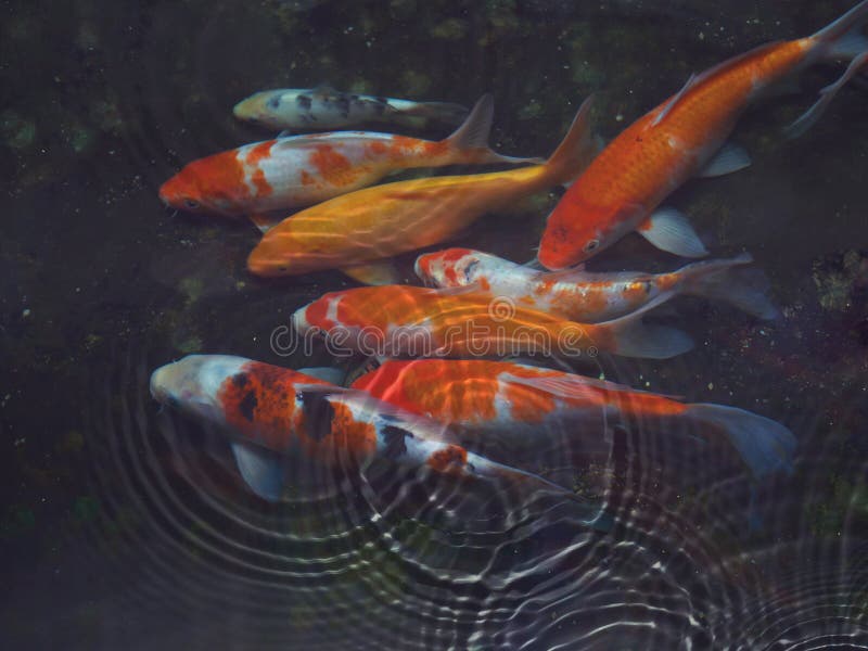 Koi fish with water ripple stock photo. Image of asian - 24499624