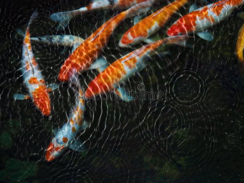 Koi fish with water ripple stock image. Image of lake - 24499625