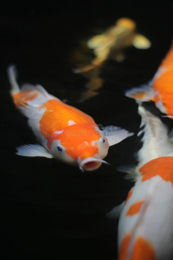 Koi Fish Whose Faces Appear on the Surface and Swim in Decorative Ponds ...