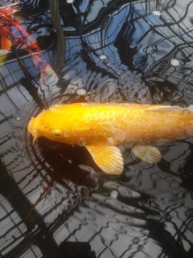 Koi fish stock photo. Image of beauty, elegance, yellow - 150041478