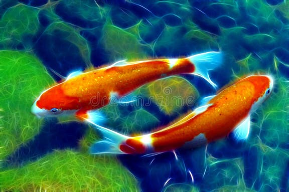 Yin Yang Koi or Carp Fish in a Pond Stock Image - Image of luck ...